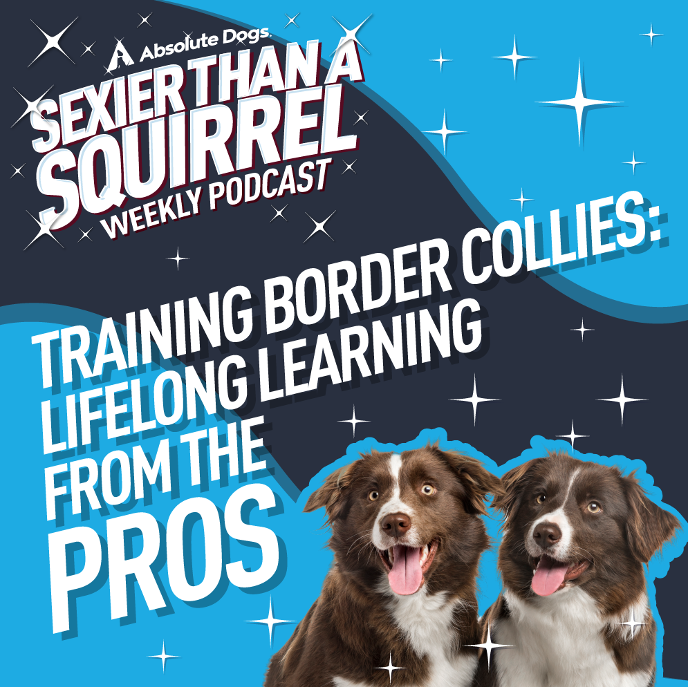 Training Border Collies: Lifelong Learning from the Pros – Absolute Dogs