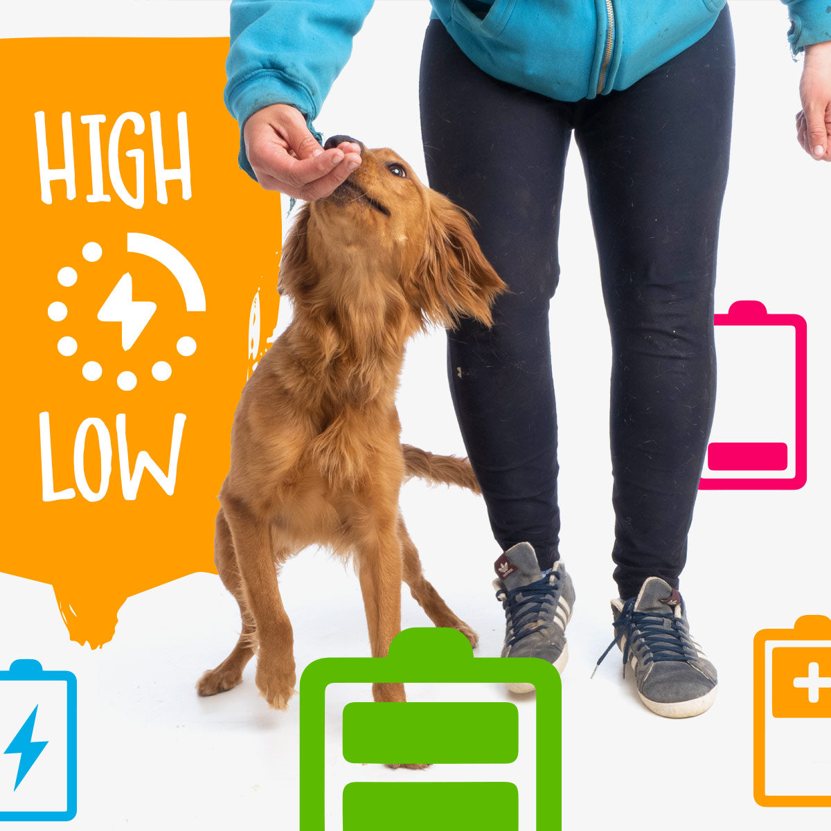 6 Ways to Change your Energy (and have the best dog training session E ...