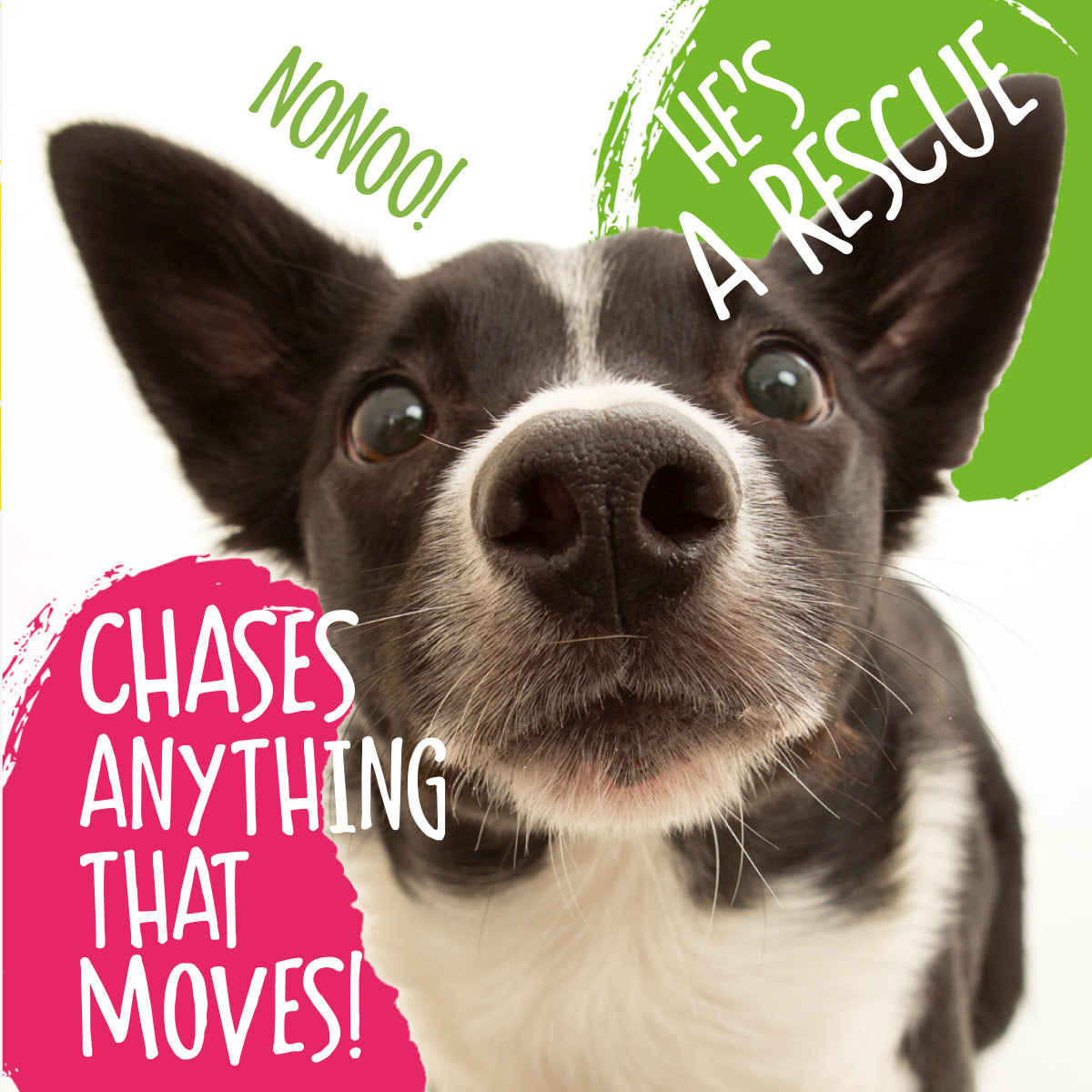 Is Your Negative Talk Hindering Your Dog Training? – Absolute Dogs