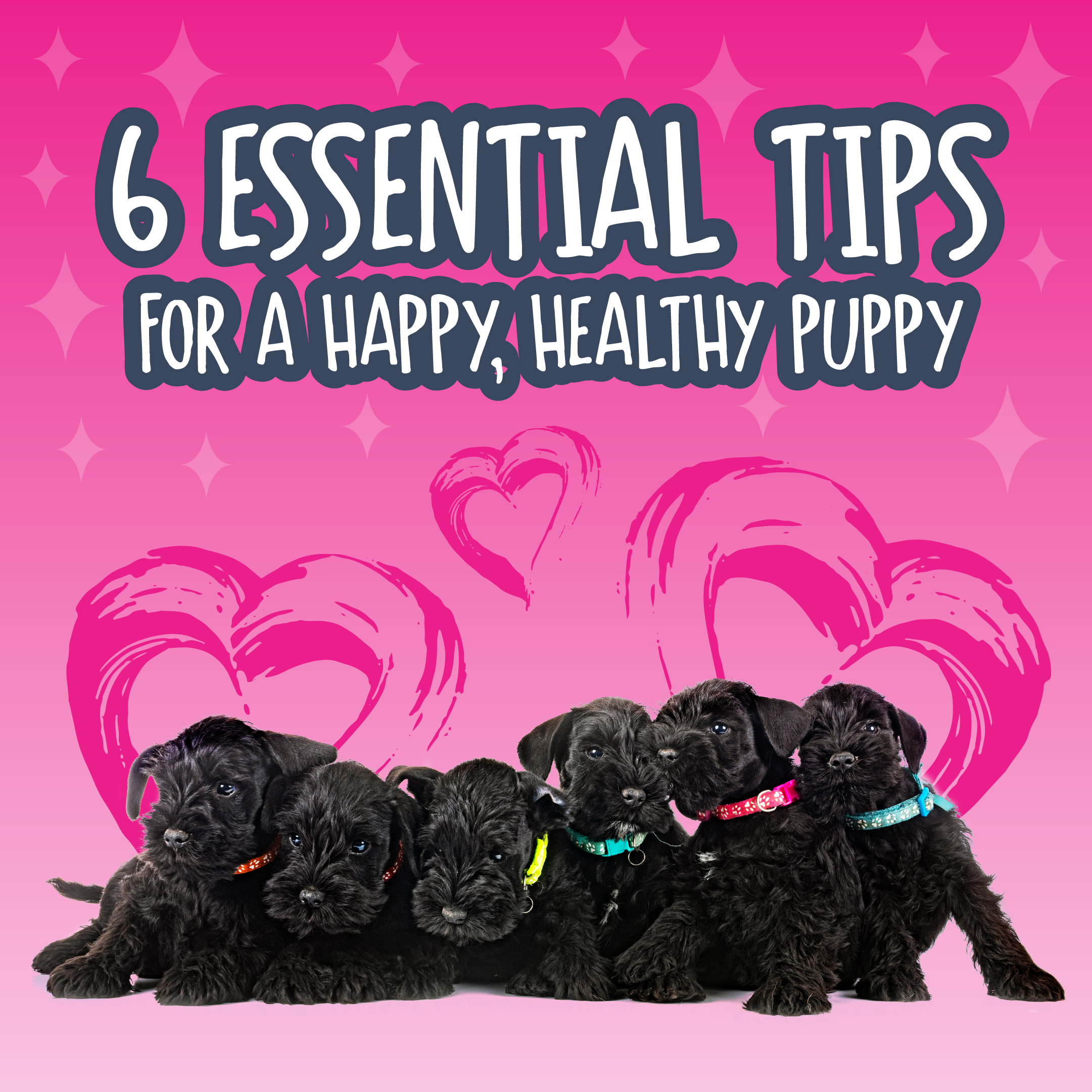 6 Essential Tips for a Happy, Healthy Puppy – Absolute Dogs