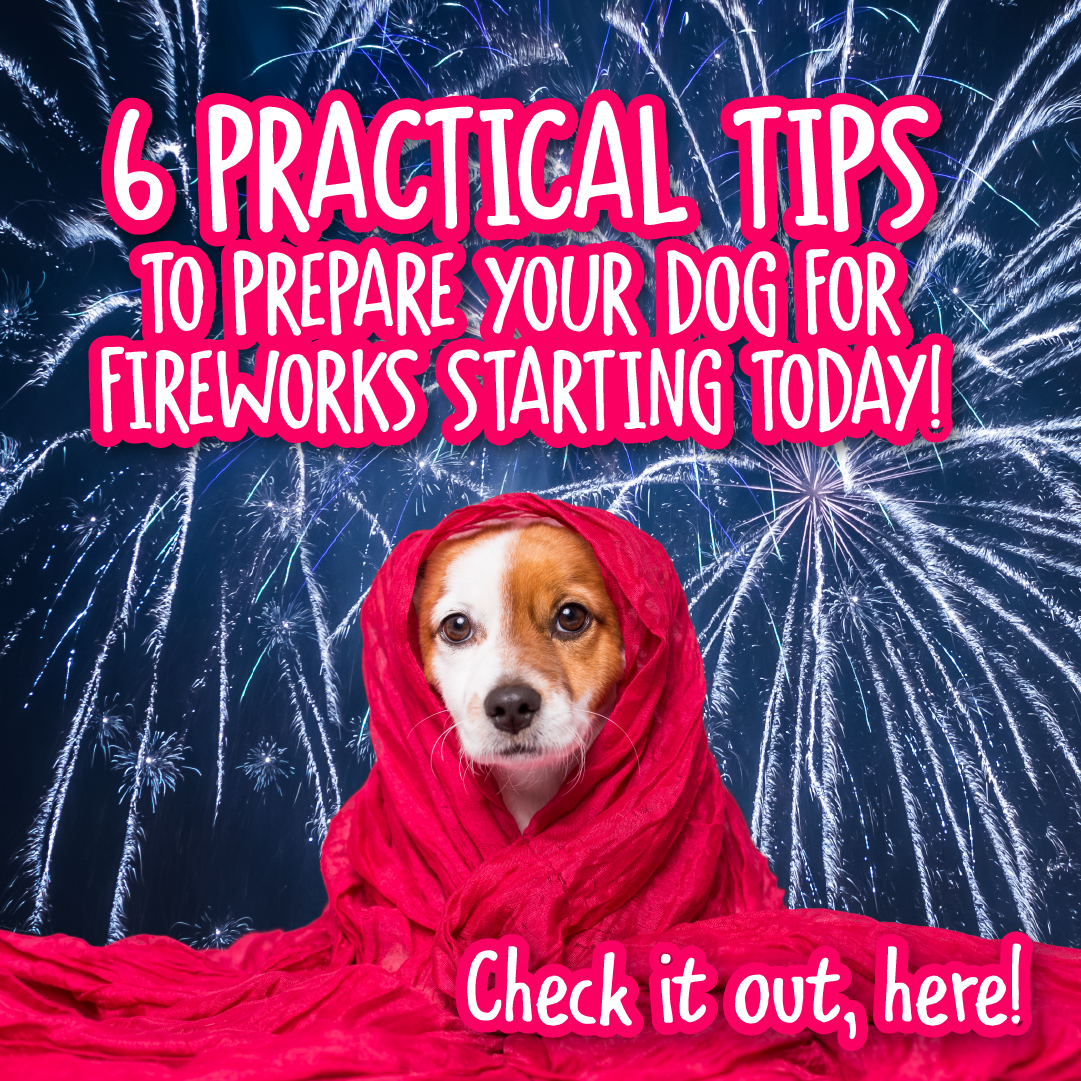 6 Practical Tips to Prepare Your Dog for Fireworks Starting TODAY ...