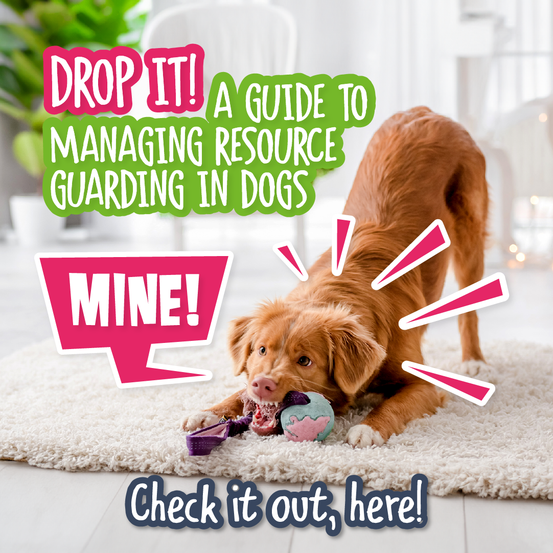Drop It! A Guide to Managing Resource Guarding in Dogs – Absolute Dogs