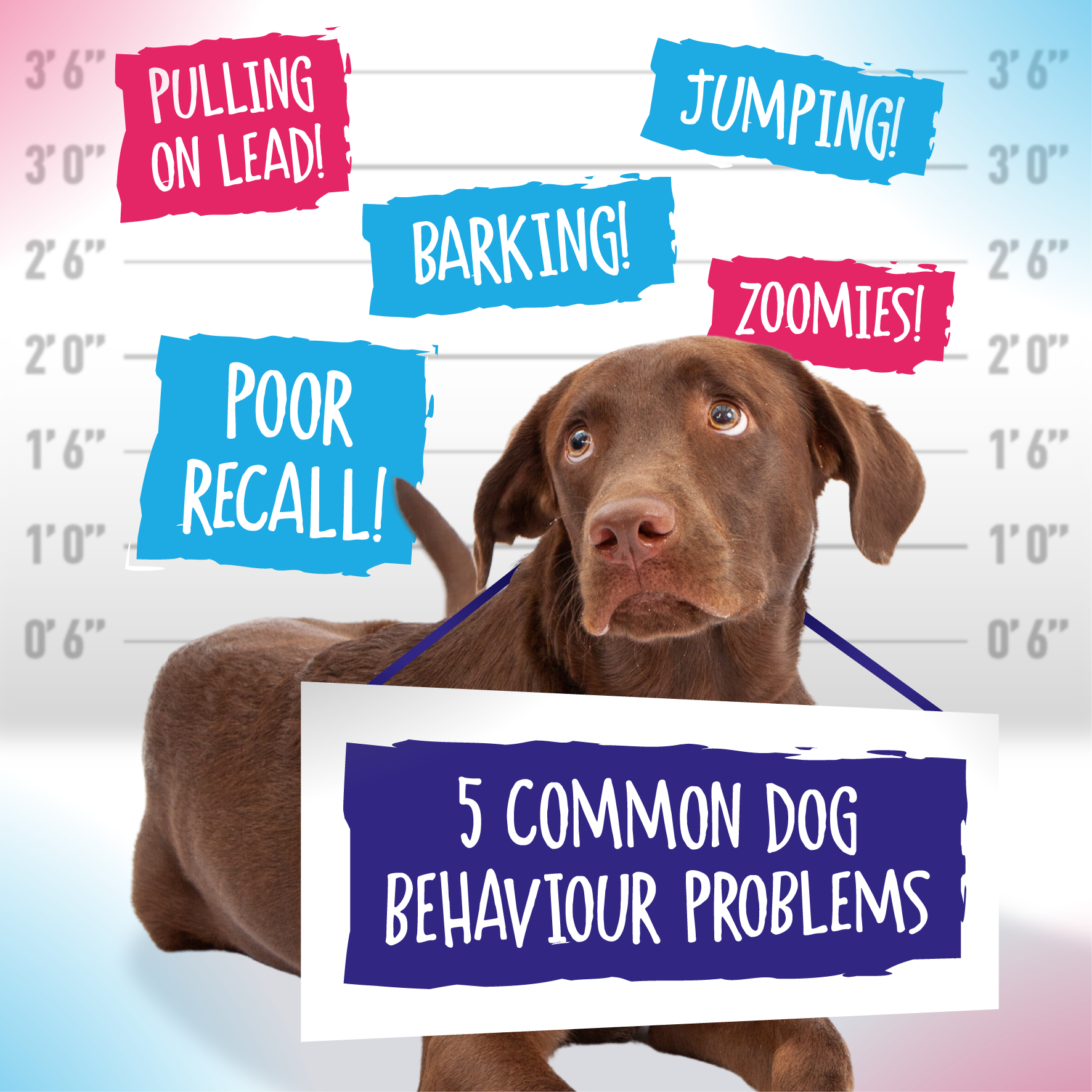 5 Common Dog Behaviour Problems (and How To Fix Them!) – Absolute Dogs