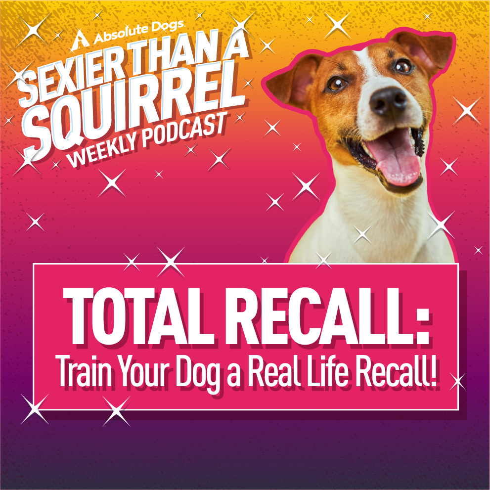 Total Recall: Train Your Dog a Real Life Recall! – Absolute Dogs