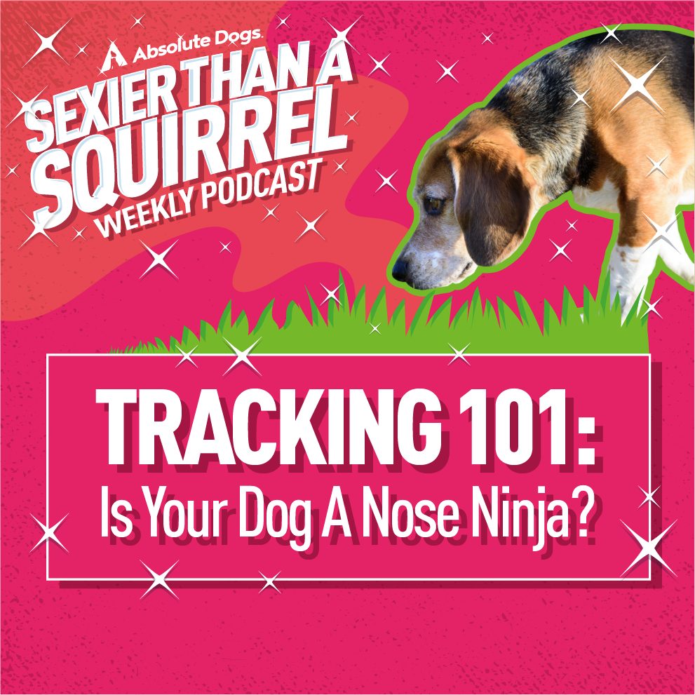 Tracking 101: Is Your Dog A Nose Ninja? – Absolute Dogs