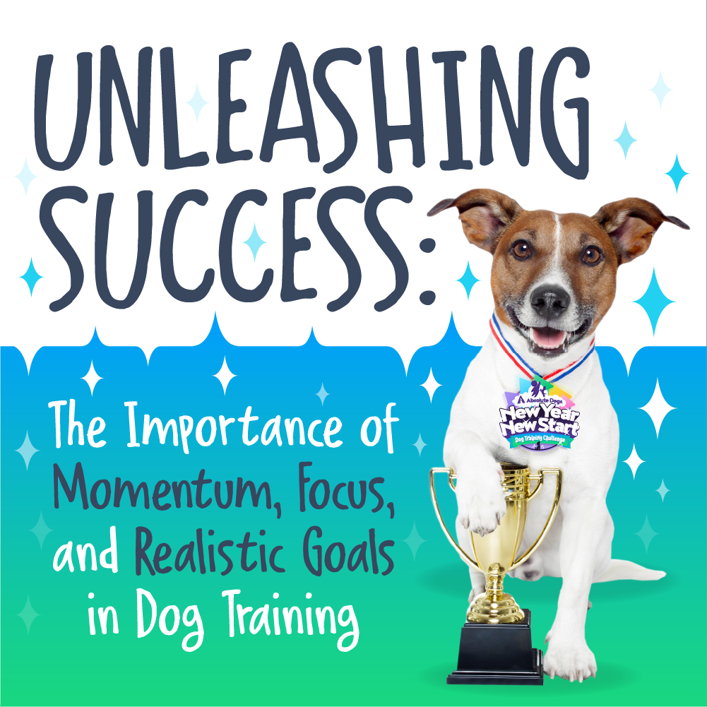 Unleashing Success: The Importance of Momentum, Focus, and Realistic G – Absolute Dogs