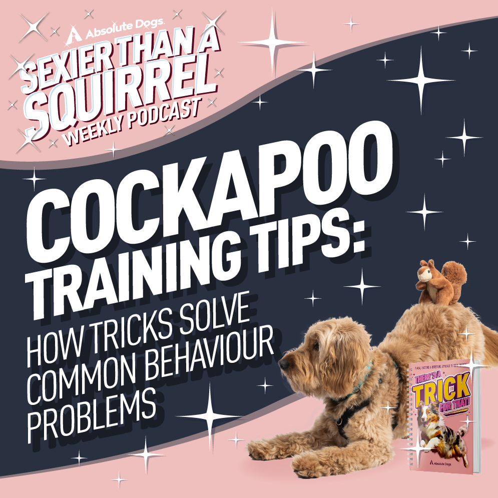 Cockapoo Training Tips: How Tricks Solve Common Behaviour Problems ...