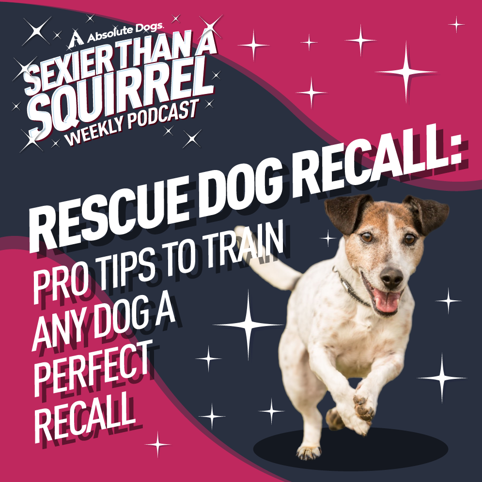 Rescue Dog Recall: Pro Tips to Train Any Dog a Perfect Recall ...