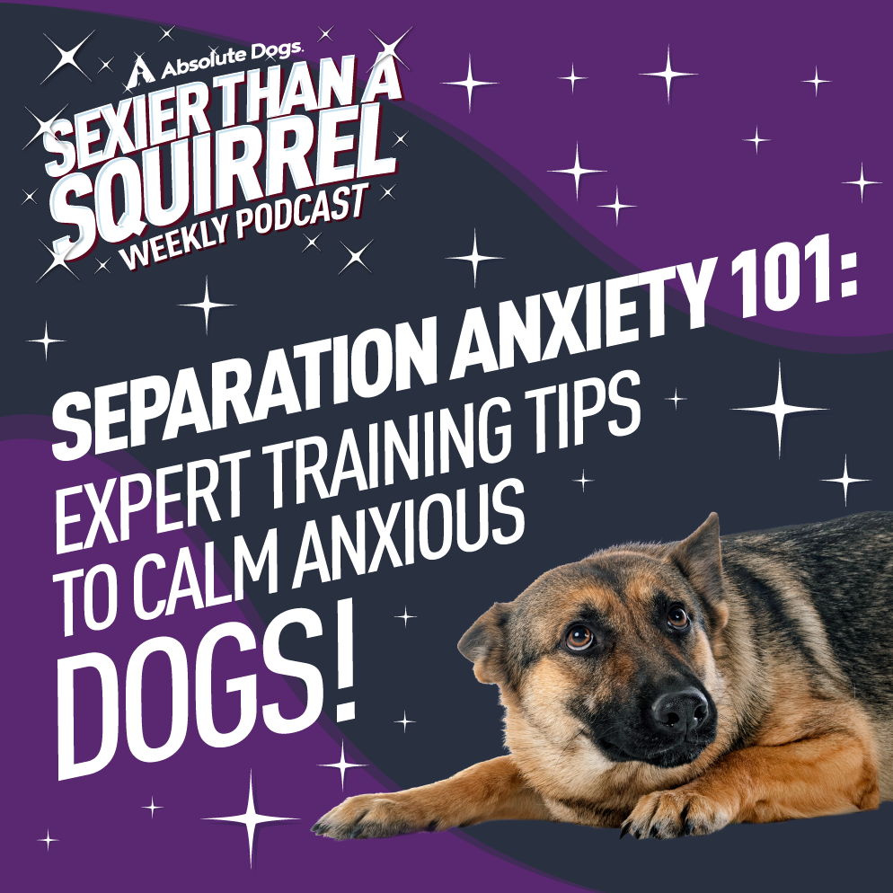 Separation Anxiety 101: Expert Training Tips to Calm Anxious Dogs – Absolute Dogs