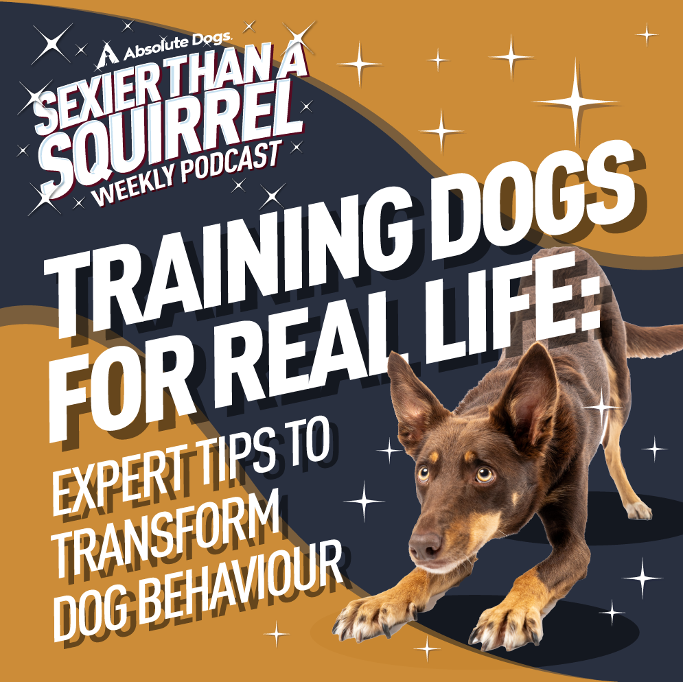 Training Dogs for Real Life: Expert Tips to Transform Dog Behaviour ...