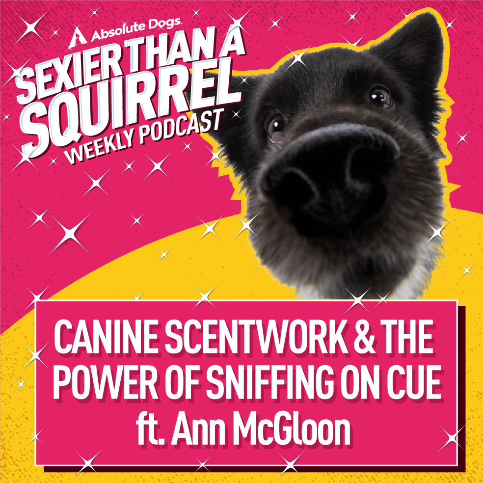 Canine Scentwork & The Power of Sniffing on Cue ft. Ann McGloon ...