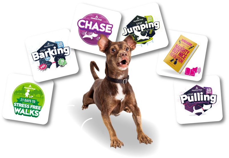 Your Reactive Dog Solutions from Absolute Dogs