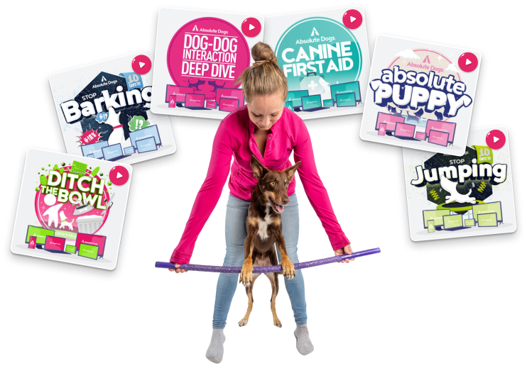 Online Dog Training Courses from Absolute Dogs