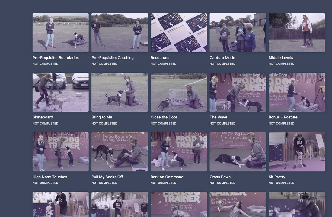 Tricks Masterclass Course with Absolute Dogs