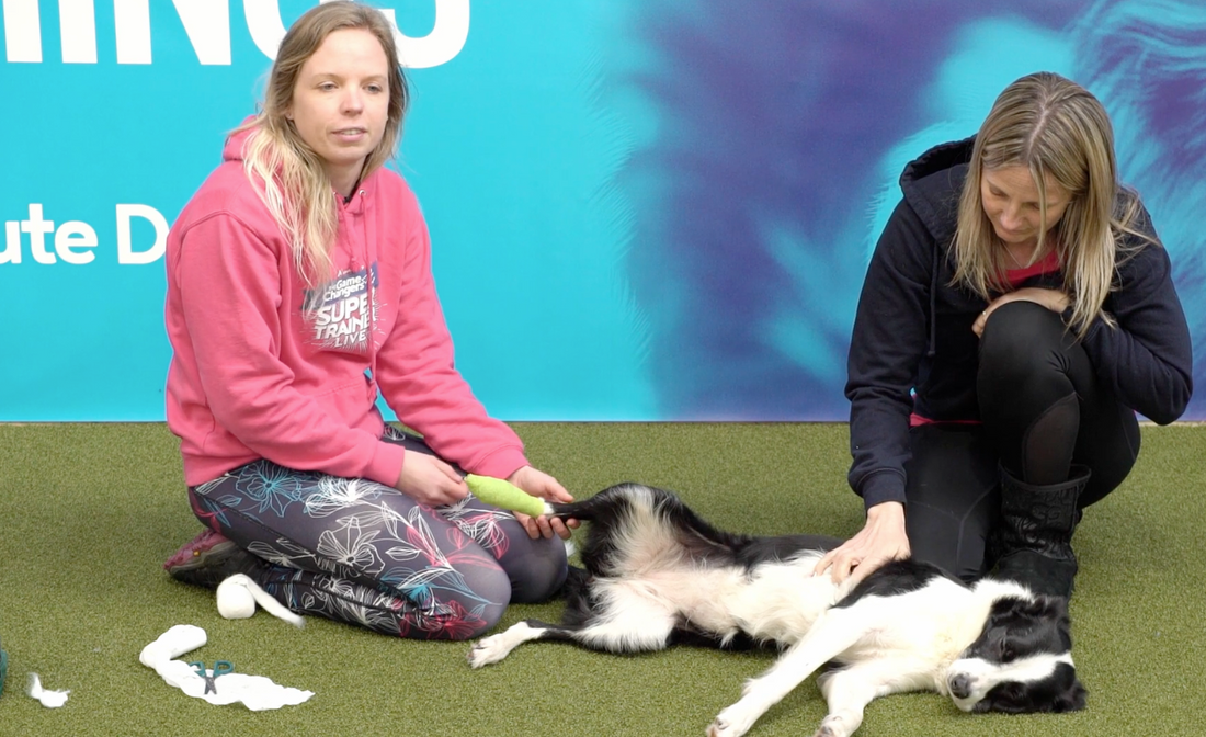 Canine First Aid with Absolute Dogs Online Dog Training Courses