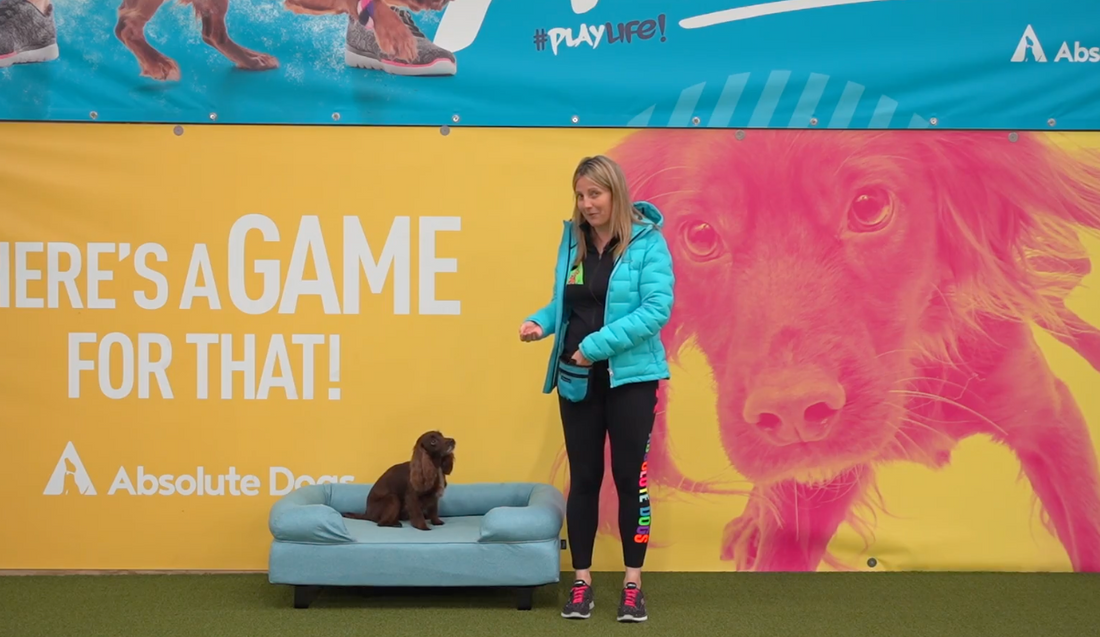 10 Days to Stop Jumping! with Absolute Dogs