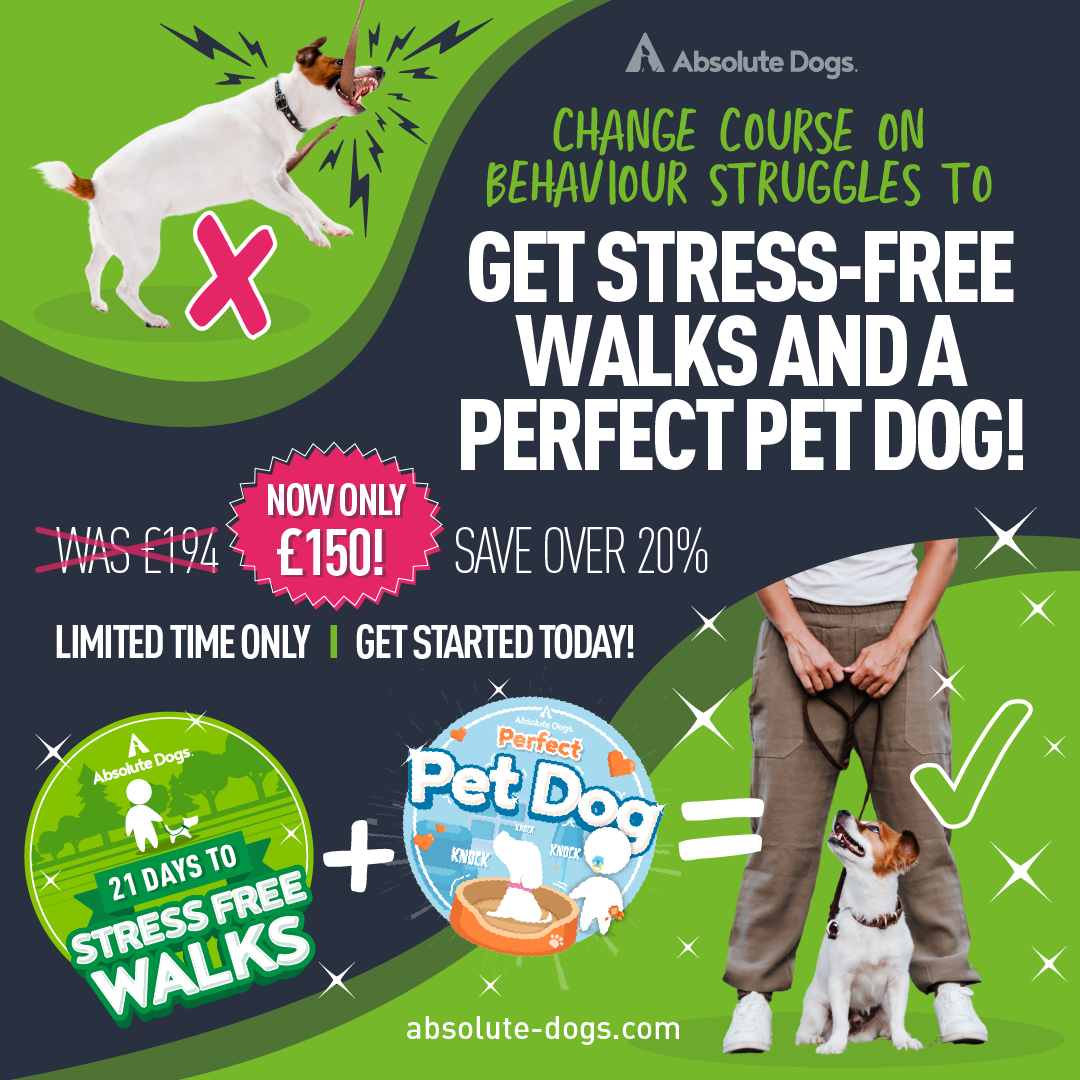 Stress-Free Life & Walks Course Bundle – Absolute Dogs