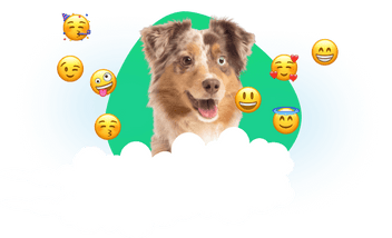 Our Methodology – Absolute Dogs