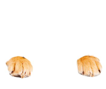 Loading LMS – Absolute Dogs